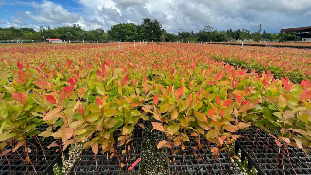 Prefeitura de Macapá recebe doação de 3,6 mil mudas da Amcel para ...